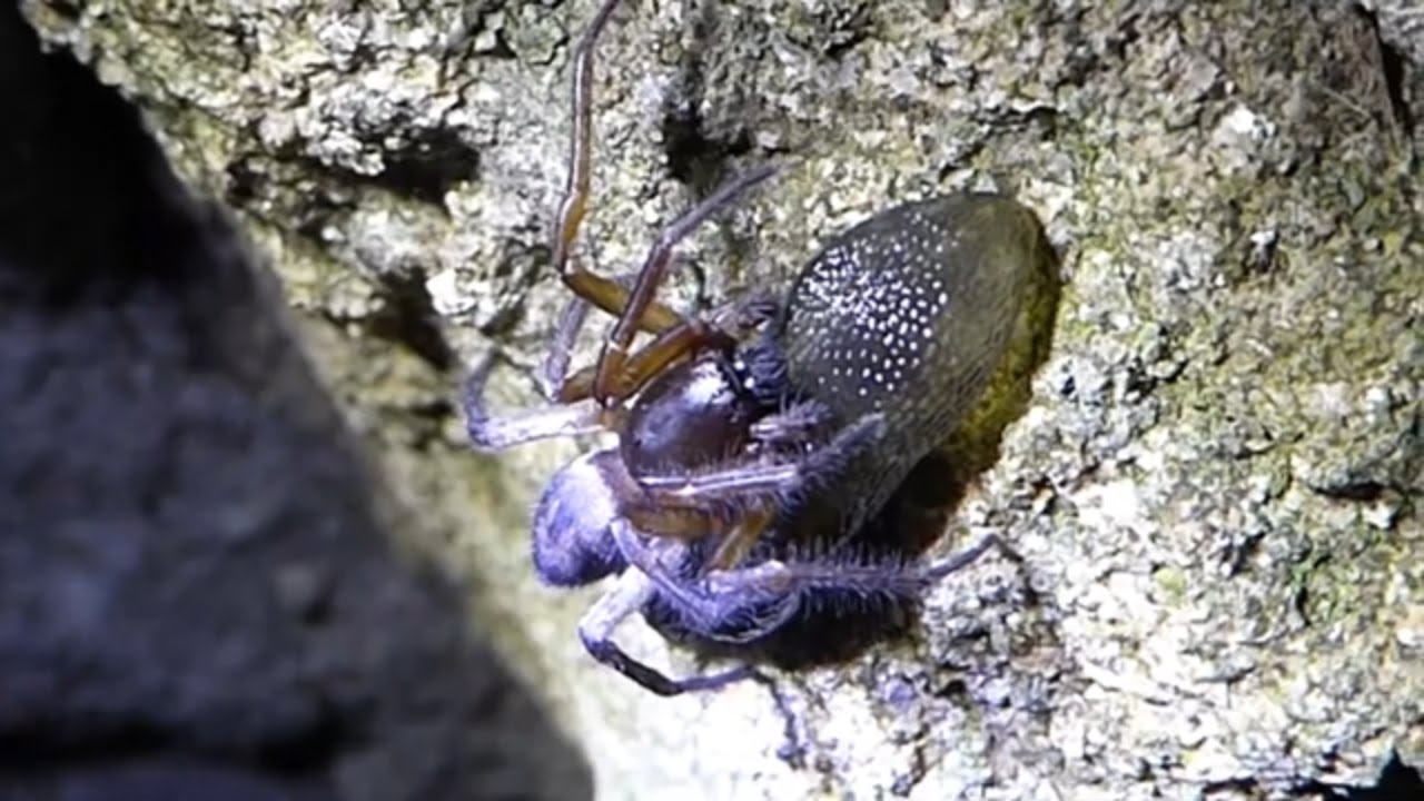 Bark sac spider - Clubiona corticalis, sucking on a slug - YouTube