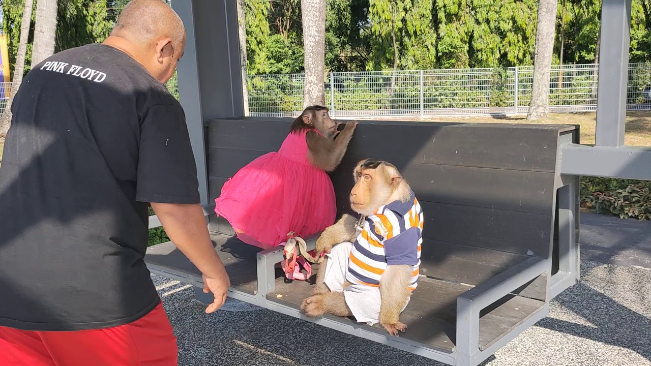 Monkey Jk Shaki Dating At Titiwangsa Lake - YouTube