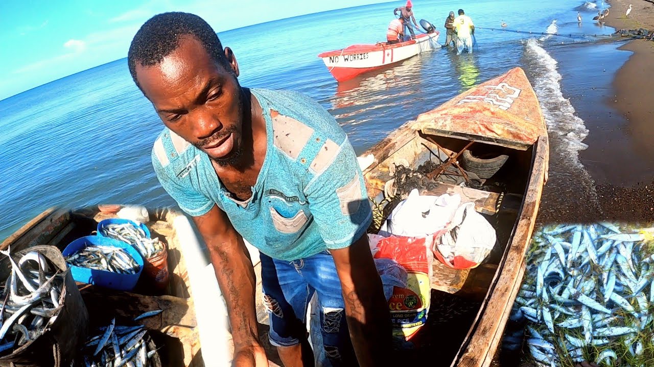our first catch of Piper fish for a long time - YouTube