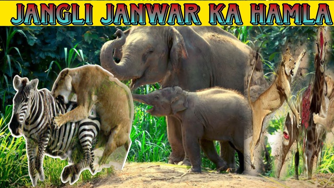 जानवरों का हमला | Wildlife Animals Attack | Animals Fight To Death | # ...