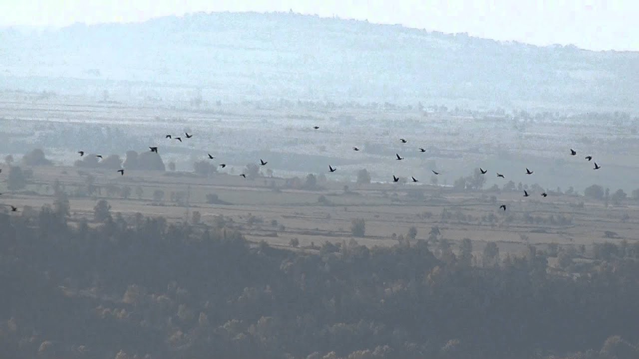 palombes en migration octobre - YouTube