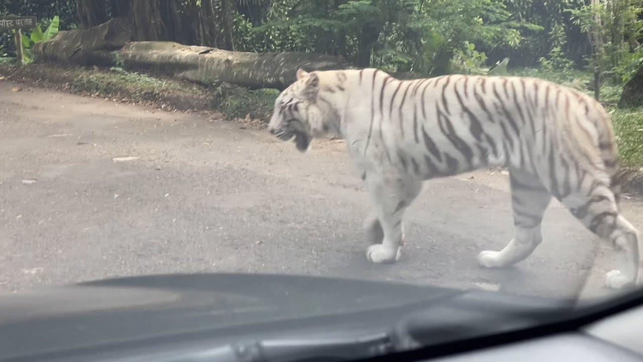 Scary Moment at The Zoo Part 2 - YouTube