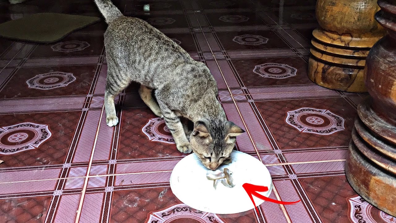 #83 Animal cat | Cat eating fish raw yummy food | Cat pich - YouTube