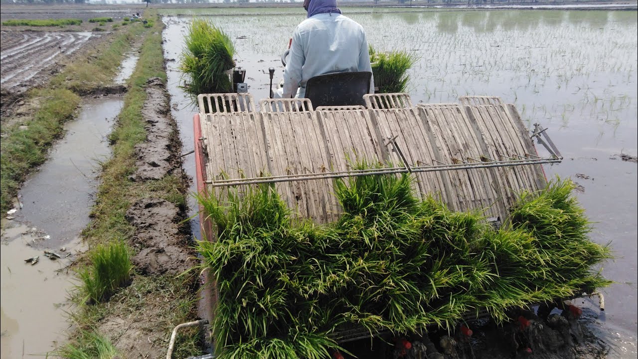 Basmati rice plantation/Basmati rice cultivation/Best quality rice ...
