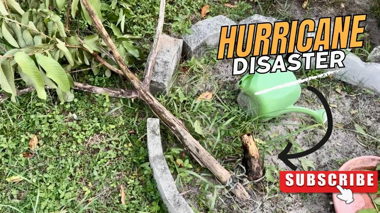 Hurricane Disaster In Florida #youtube #hurricane #disaster #gardening ...