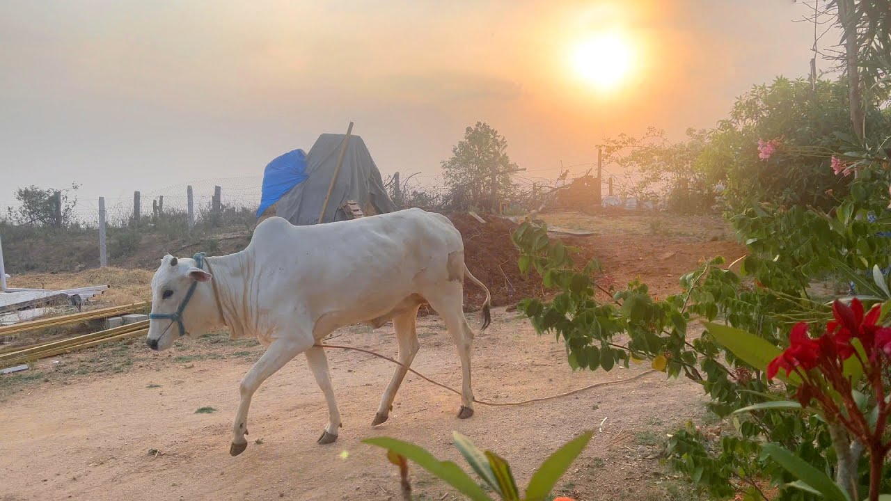 A Day at Farm||Farm Living with Sarada&Ganga||B Like Bindu - YouTube