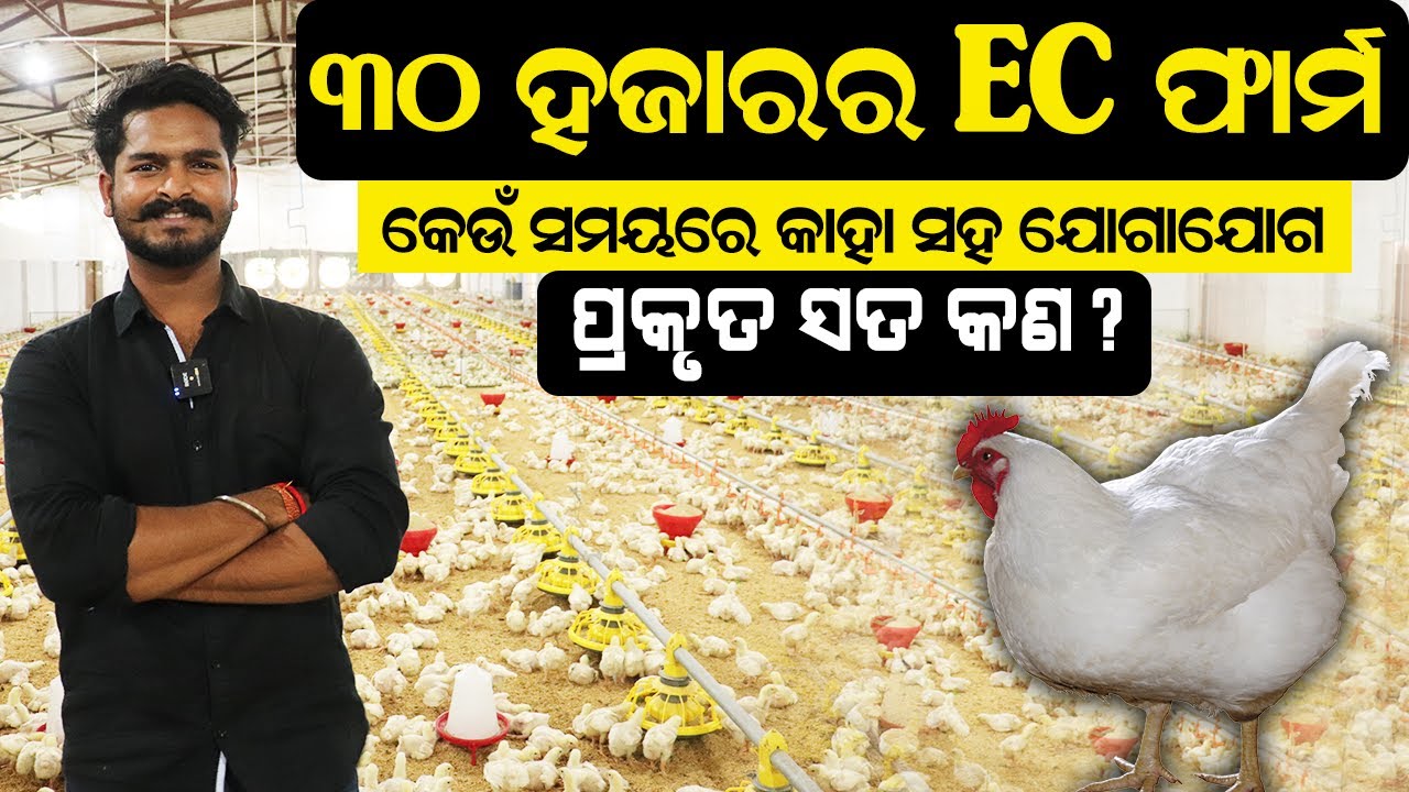 କାହା ସହ ଯୋଗାଯୋଗ କରି ଆରମ୍ଭ କରିବେ EC ଫାର୍ମ || How to begin EC poultry ...