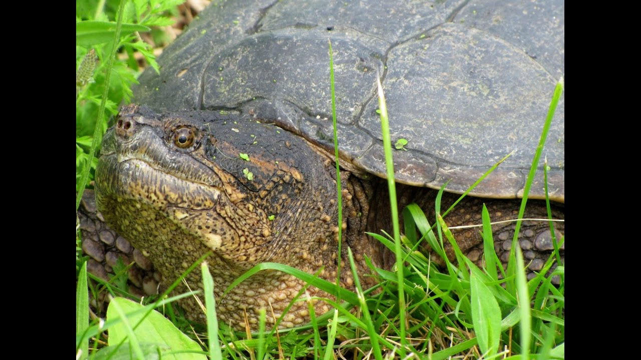 Common Snapping Turtle - YouTube