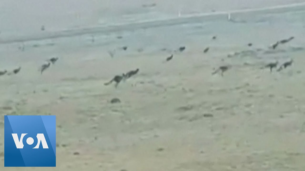 Kangaroos Hop Through Smoke in Australia - YouTube
