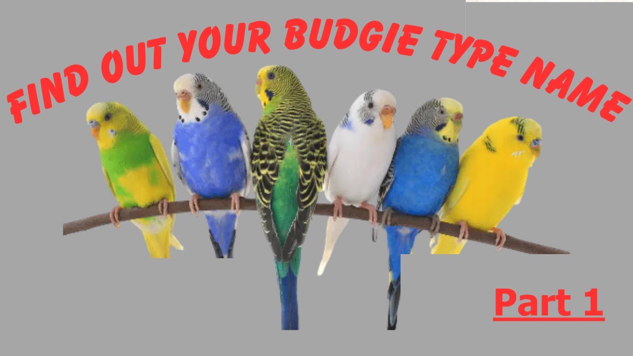 Find Out Your Budgie’s Type Name [part 1] - YouTube