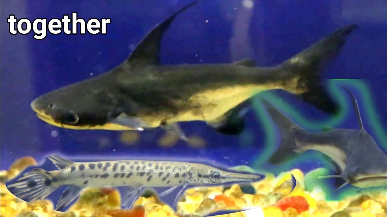 paron shark care and feeding - YouTube