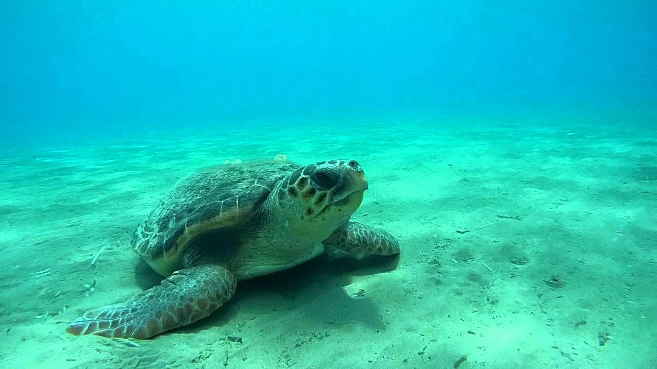 Turtle at Zakynthos with Actionpro X7: - YouTube