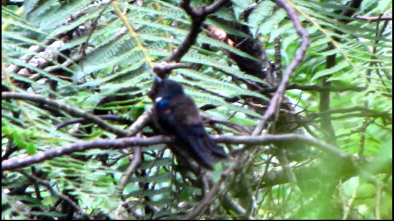 ENDEMIC - Coeligena prunellei- Black Inca - Colibries de Colombia ...
