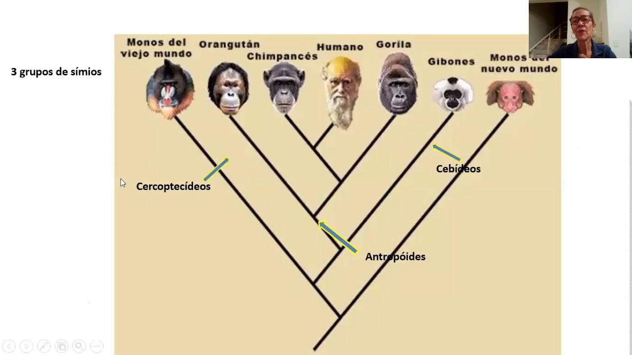Arvore Genealogica Dos Hominideos Portal De Educação Ambiental