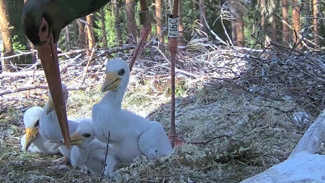Must-toonekurg~Feeding by Kaia & Karl brings food too All are stuffed ...