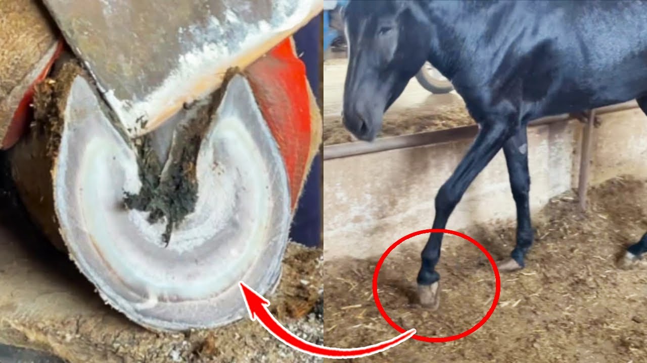 The Donkey Walks On Tiptoe Like A Ballet Dancer. It Feels Much Easier ...