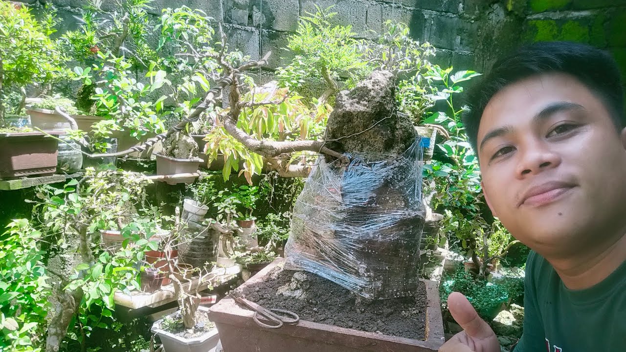 Large size Bonsai project root over rock/rock clasping from ficus ...