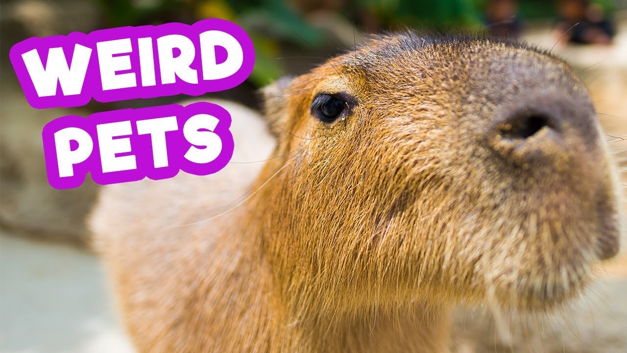 11 Most Unusual Pets In The World Funny Pet Videos thatpetlife 11-most-unusual-pets-in-the-world-funny-pet-videos-thatpetlife