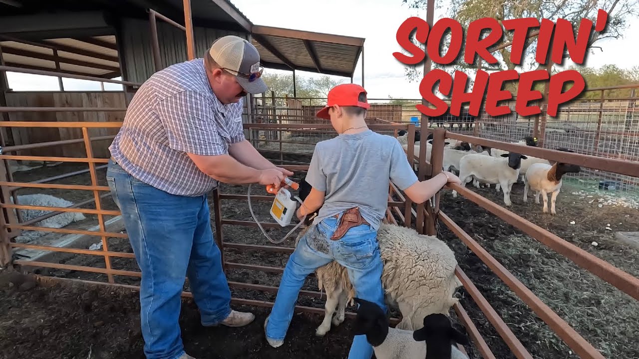 Sorting out Big Ram Lambs for Sale - YouTube
