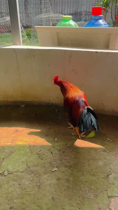 3kg6 Ae xem vui 🐓🐓🐓 - YouTube