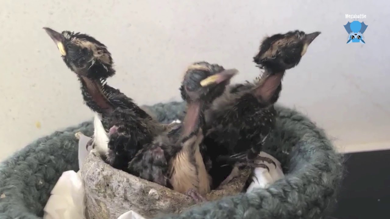 Raising Willy Wagtails: the chicks grow up and start to wag their tails ...