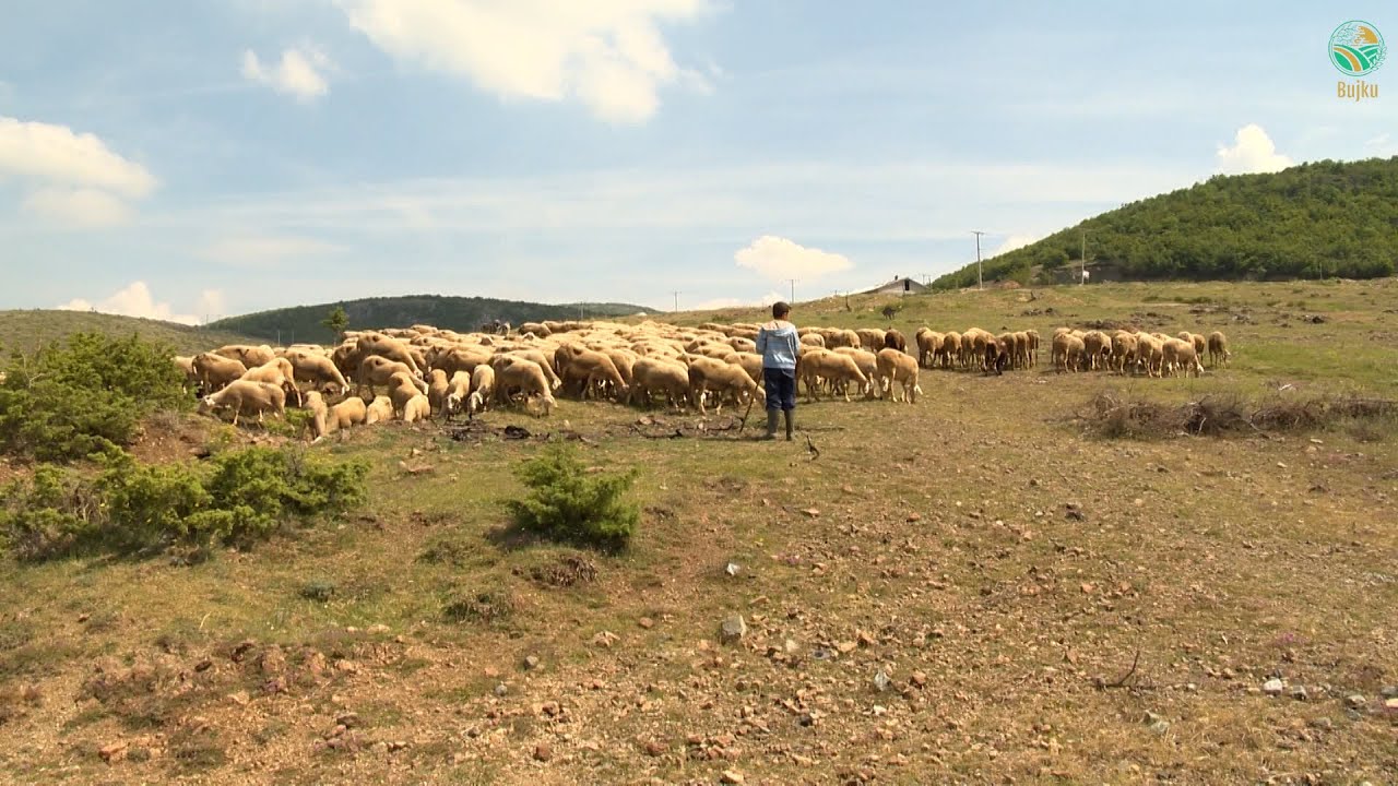 BUJKU Sfidat e blegtorise ne treven e Rahovecit - YouTube