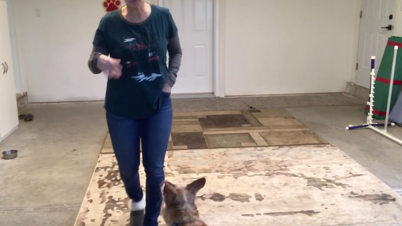 13. Can your dog go around, go through and middle? - YouTube