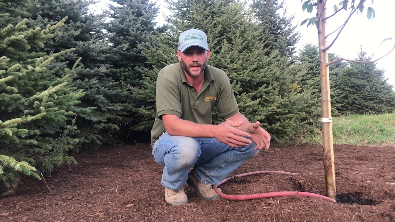 PROS KNOW Ep. 1 - How To Properly Water Trees - YouTube