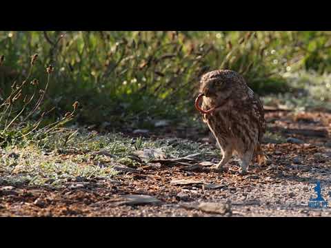 Athene noctua (Little owl), Bufi i vogel. Kamenice, Kosovo.