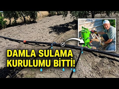Zeytinlikte Mutlu Son: Damlama Sulama Hattı Kurulumu ve Başarılı Sulama Testi #damlamasulama #zeytin