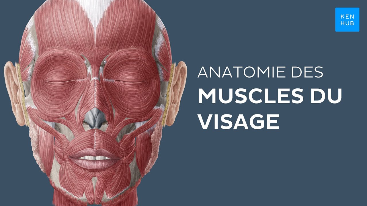 Muscles du visage : Anatomie et fonctions - Anatomie humaine | Kenhub ...