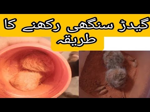 Gidar Singhi Rakhne Ka Tarika Gidar Singhi k Fayde Shan official 786 ...