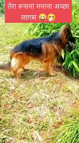 super quality gst dog viral short video 🐕‍🦺🐕‍🦺🐕‍🦺🐕‍🦺🤗🥰 ️💘💘 - YouTube