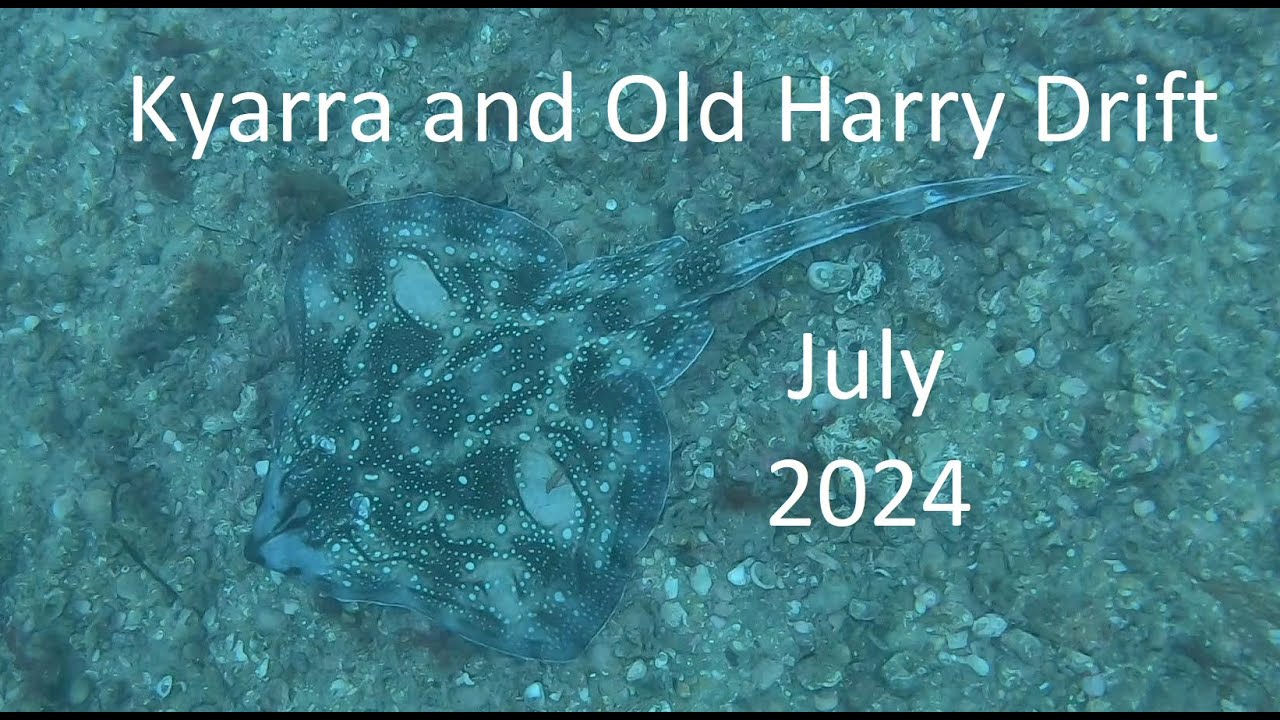 Dorset diving - Kyarra and Old Harry drift - July 2024 - YouTube