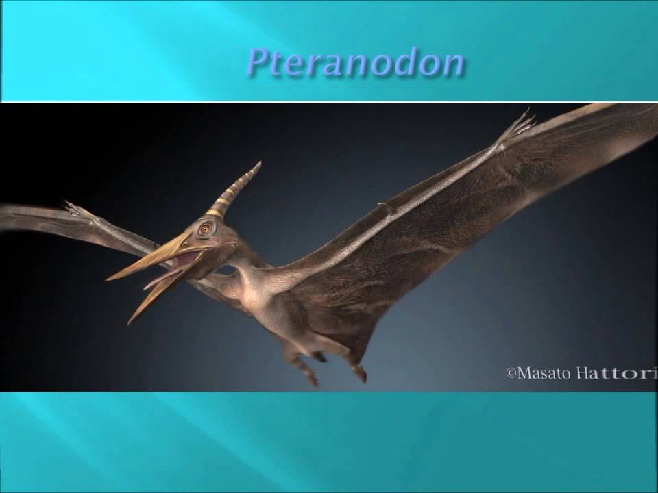 List Of Pterosaurs - YouTube