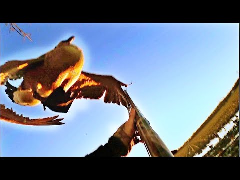 We Got Hit By A Falling Goose - YouTube