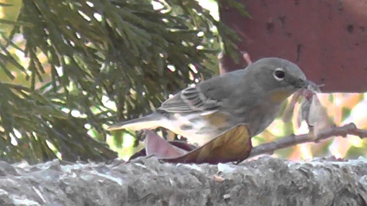 yellow-rumped warbler or Audobon's warbler bird eating a moth - YouTube