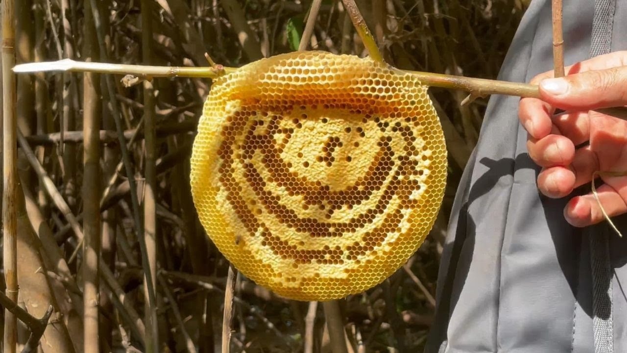Honey Bee Harvesting After Raining/Wild Bee- Honeyhunter - YouTube