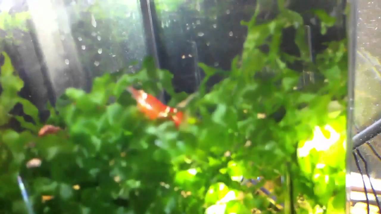 Cria de Gamba Red Cherry HD - YouTube