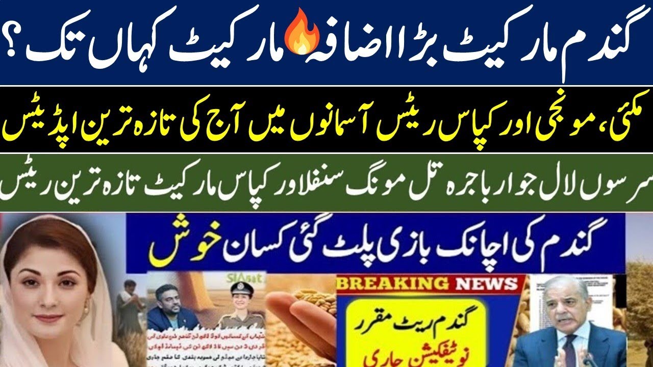 Today Wheat price in punjab//گندم کا ریٹ 2025/munji makki till sarso ...