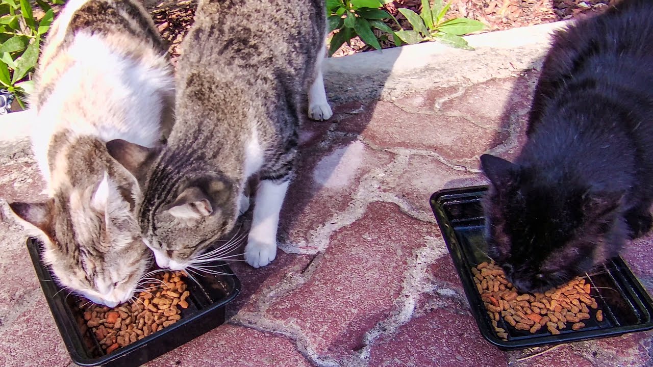 THESE CATS EATING TOGETHER - Looks So Cute! - YouTube