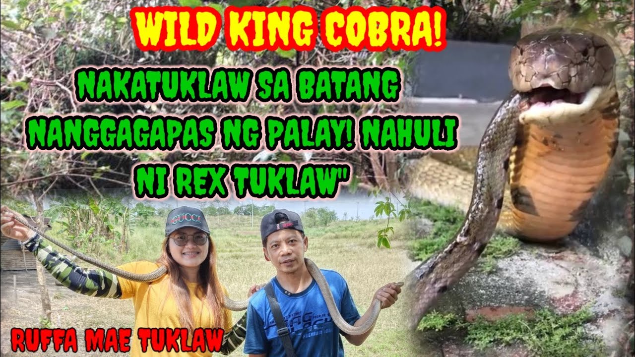 WILD KING COBRA,NAKATUKLAW SA BATANG NANGGAGAPAS NG PALAY! NAHULI NI ...