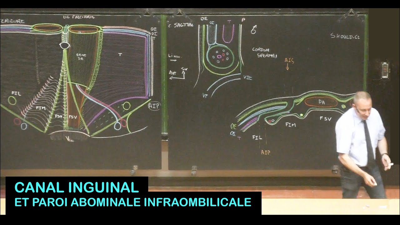 Anatomie du canal inguinal et de la paroi abdominale infraombilicale ...