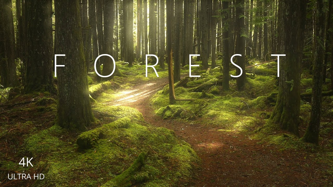 Ambient Nature in the Emerald Forest - YouTube