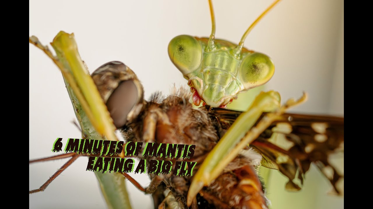 Mantis Eating A Big Fly - YouTube
