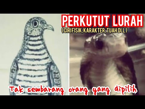 Ciri fisik perkutut Katuranggan Lurah Asli hingga Karakter, Tuah dll ...