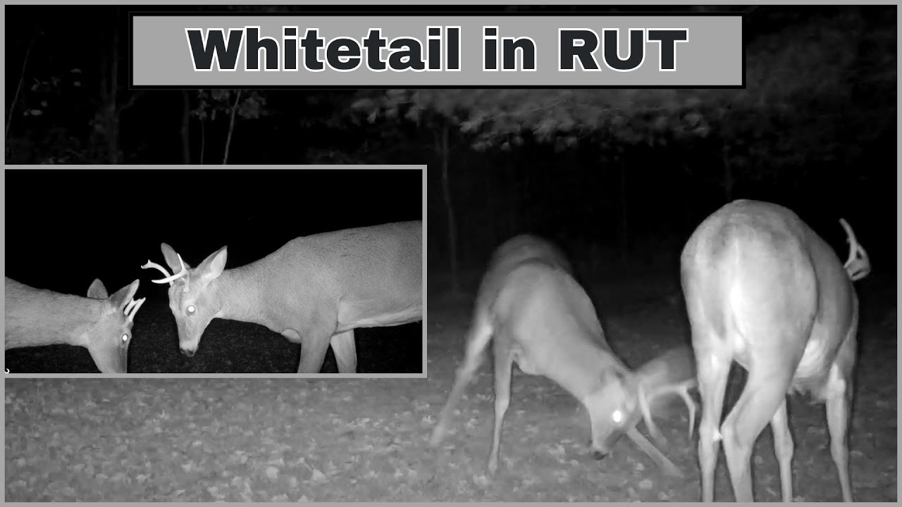 Examining the behavior of whitetail bucks during RUT! - YouTube