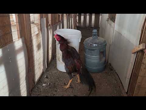 Qaib Thamada #83 (Saib Qaib Mos 2025) - YouTube