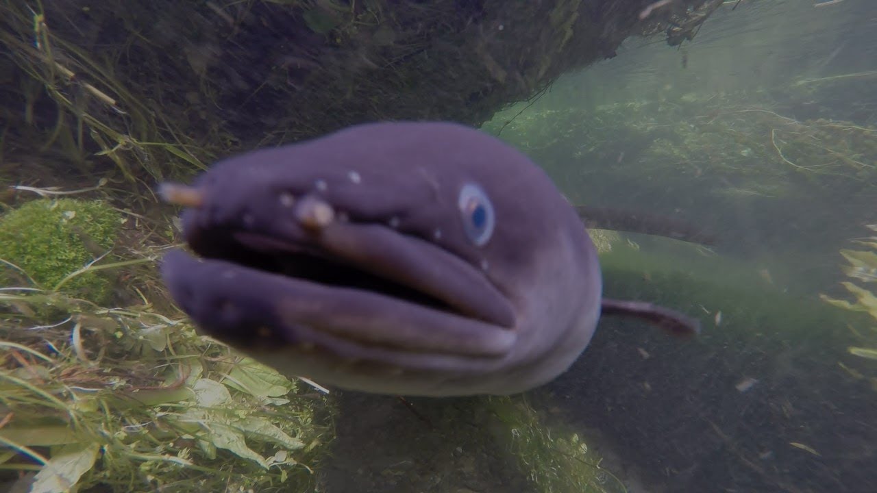 New Zealand Eels in the wild Canterbury - New Zealand - YouTube