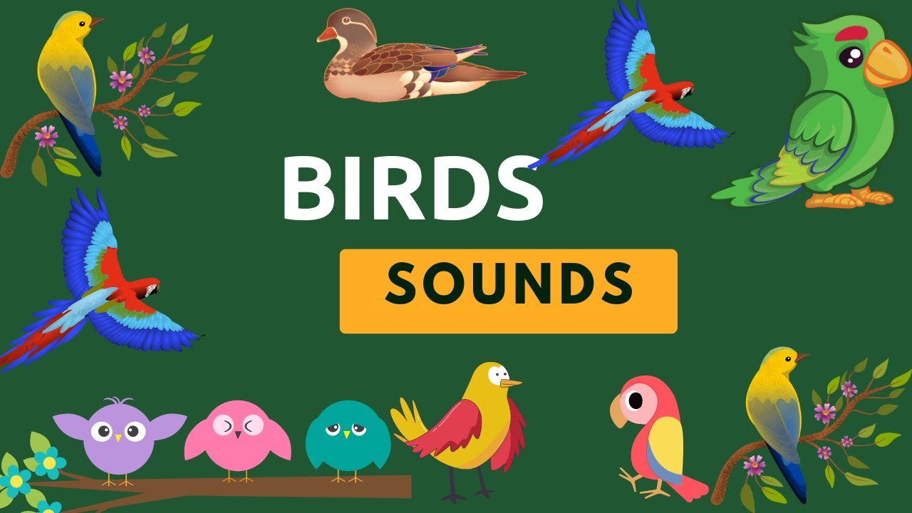 Learn Birds names and sounds for kids | Birds Names and Sounds for ...